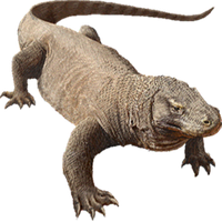 Komodo Dragon Png Hd Transparent HQ PNG Download | FreePNGimg