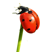 Ladybug Insect Red Photos PNG File HD Transparent HQ PNG Download ...