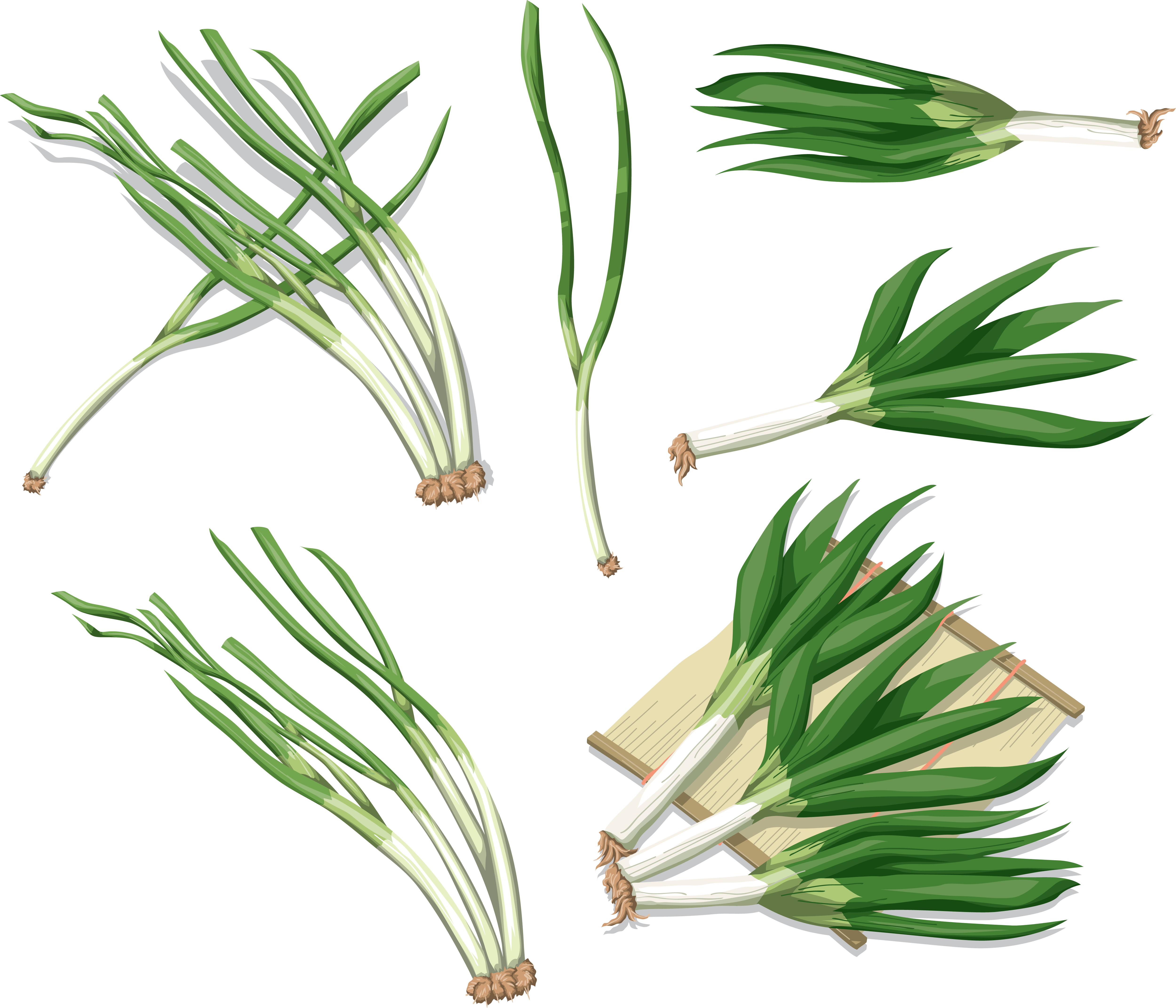 Leek Transparent HQ PNG Download | FreePNGimg