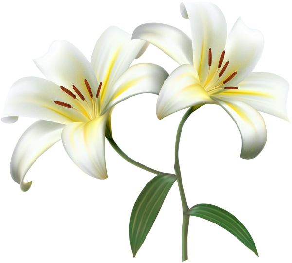 Lilium Transparent HQ PNG Download | FreePNGimg