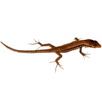 Lizard Transparent Transparent HQ PNG Download | FreePNGimg