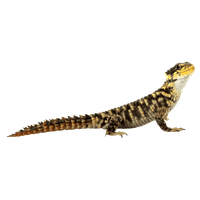 Lizard Transparent Transparent HQ PNG Download | FreePNGimg