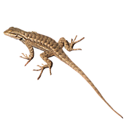 Download Lizard Free PNG photo images and clipart | FreePNGimg