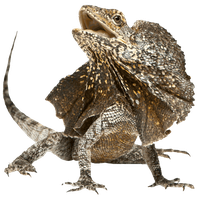 Lizard Transparent Image Transparent HQ PNG Download | FreePNGImg
