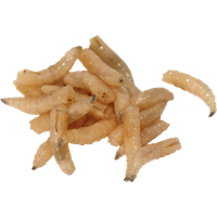Download Maggots Free PNG photo images and clipart | FreePNGimg