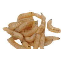 Download Maggots Free PNG photo images and clipart | FreePNGimg