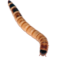 Download Maggots Free PNG photo images and clipart | FreePNGimg