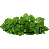 Herb Menthol Leaf Plant Peppermint HQ Image Free PNG Transparent HQ PNG ...