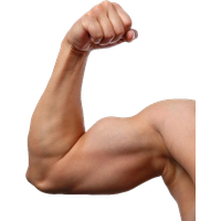 Download Muscle Free PNG photo images and clipart | FreePNGimg