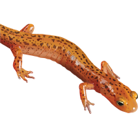 Newt Transparent HQ PNG Download | FreePNGimg