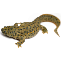 Newt Transparent HQ PNG Download | FreePNGimg