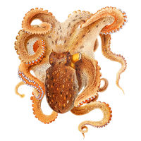 Octopus Free HD Image Transparent HQ PNG Download | FreePNGimg