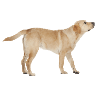 Postman Transparent HQ PNG Download | FreePNGimg