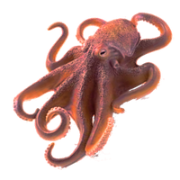 Octopus Transparent Transparent HQ PNG Download | FreePNGimg