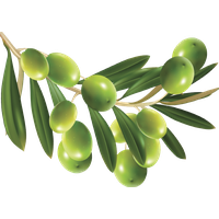 Olive Transparent Image Transparent HQ PNG Download | FreePNGImg