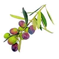 Olive Transparent Background Transparent HQ PNG Download | FreePNGImg