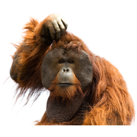 Orangutan Transparent HQ PNG Download | FreePNGimg