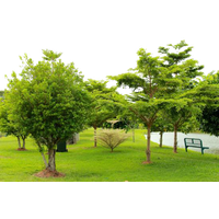 Park Transparent Image Transparent HQ PNG Download | FreePNGImg