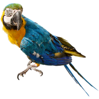 Parrot Png Image Transparent HQ PNG Download | FreePNGimg