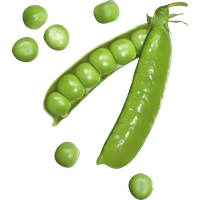 Pea Transparent HQ PNG Download | FreePNGimg