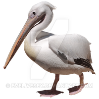 Pelican Transparent Transparent HQ PNG Download | FreePNGImg
