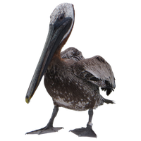 Pelican Transparent Transparent HQ PNG Download | FreePNGImg