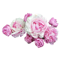 Peony Transparent Transparent HQ PNG Download | FreePNGImg