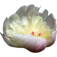 Download Peony Hd HQ PNG Image | FreePNGImg