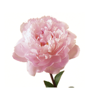 Download Peony Free PNG photo images and clipart | FreePNGimg