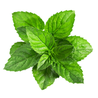 Pepermint Transparent HQ PNG Download | FreePNGimg