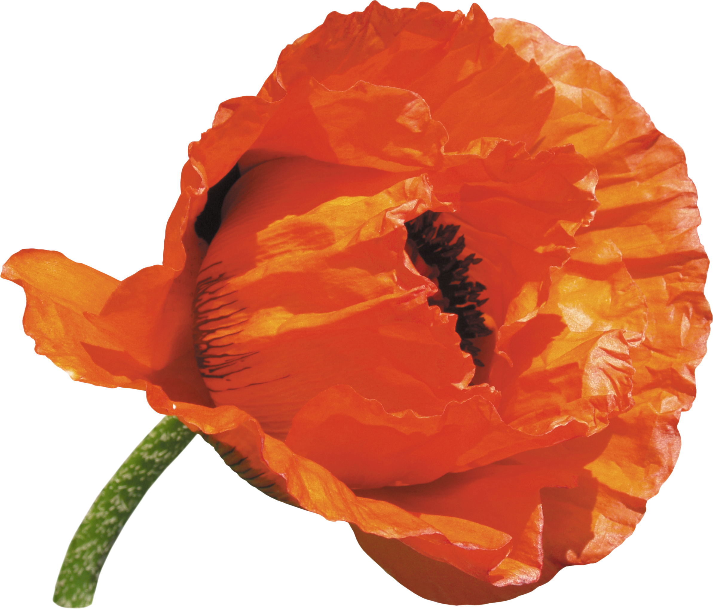 Poppy flower Transparent HQ PNG Download | FreePNGimg