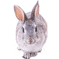 Rabbit Png Image Transparent HQ PNG Download | FreePNGimg