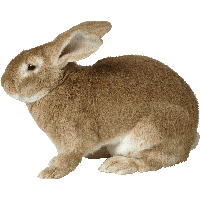 Download Rabbit Free PNG photo images and clipart | FreePNGImg