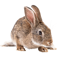 Download Rabbit Free PNG photo images and clipart | FreePNGimg
