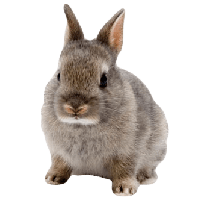 Download Rabbit Free PNG photo images and clipart | FreePNGimg