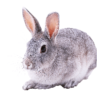 Bunny Rabbit Transparent HQ PNG Download | FreePNGImg