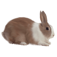Rabbit Png Image Transparent HQ PNG Download | FreePNGimg