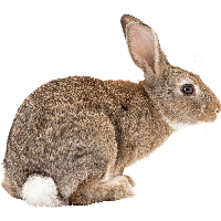 Rabbit Png Image Transparent HQ PNG Download | FreePNGimg