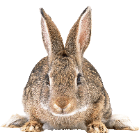 Download Rabbit Free PNG photo images and clipart | FreePNGimg