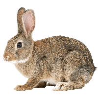 Gray Rabbit Png Image Transparent HQ PNG Download | FreePNGImg