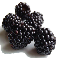 Black Raspberries Transparent Transparent HQ PNG Download | FreePNGImg