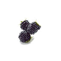 Black Raspberries Transparent HQ PNG Download | FreePNGImg
