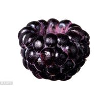 Download Raspberries Free PNG photo images and clipart | FreePNGimg