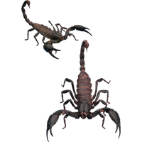 Download Scorpions Free PNG photo images and clipart | FreePNGimg