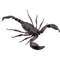 Download Scorpions Free PNG photo images and clipart | FreePNGimg