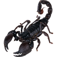 Download Scorpions Free PNG photo images and clipart | FreePNGimg
