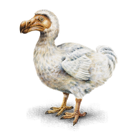 Download Seabird Free PNG photo images and clipart | FreePNGimg