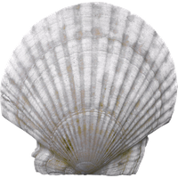 Download Free Seashell ICON favicon | FreePNGimg