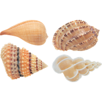 Download Free Seashell ICON favicon | FreePNGimg