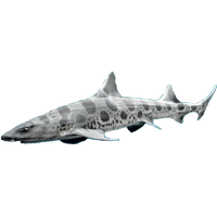Download Shark Free PNG photo images and clipart | FreePNGimg
